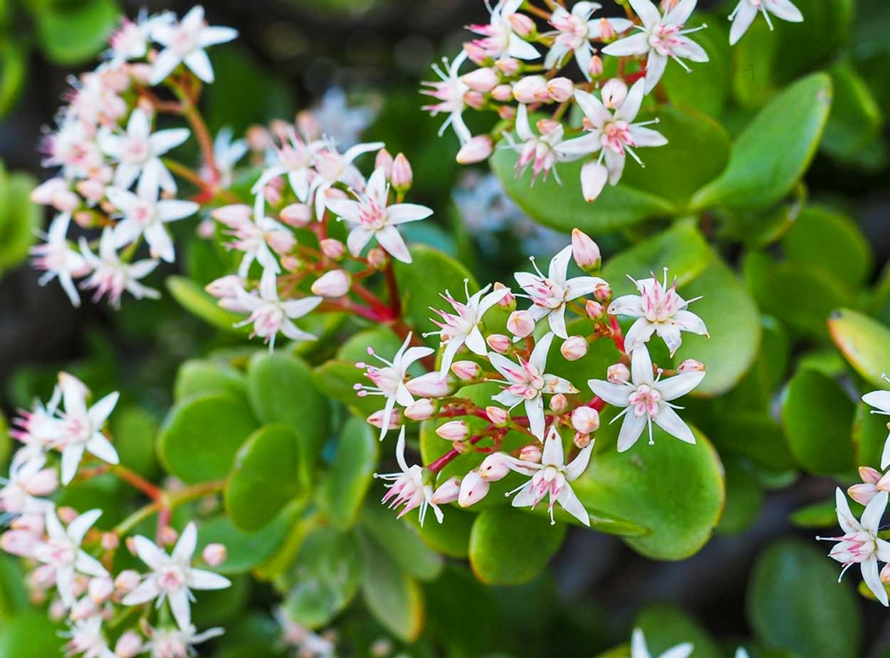 Crassula Ovata o Árbol de Jade: Características, Tipos, Cuidados