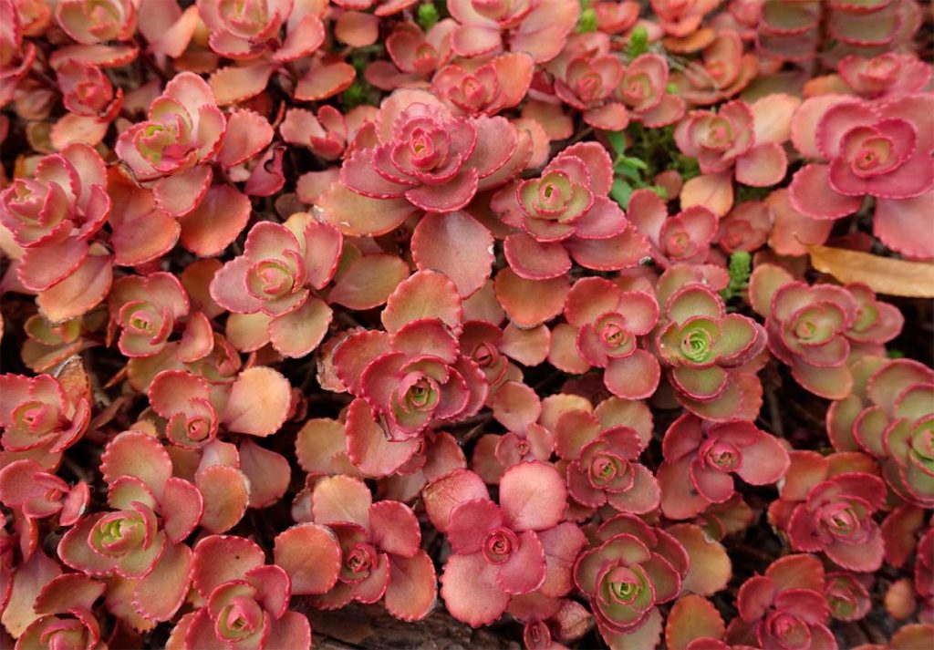 Sedum Spurium o Sedo Bastardo - Informacion y Cuidados